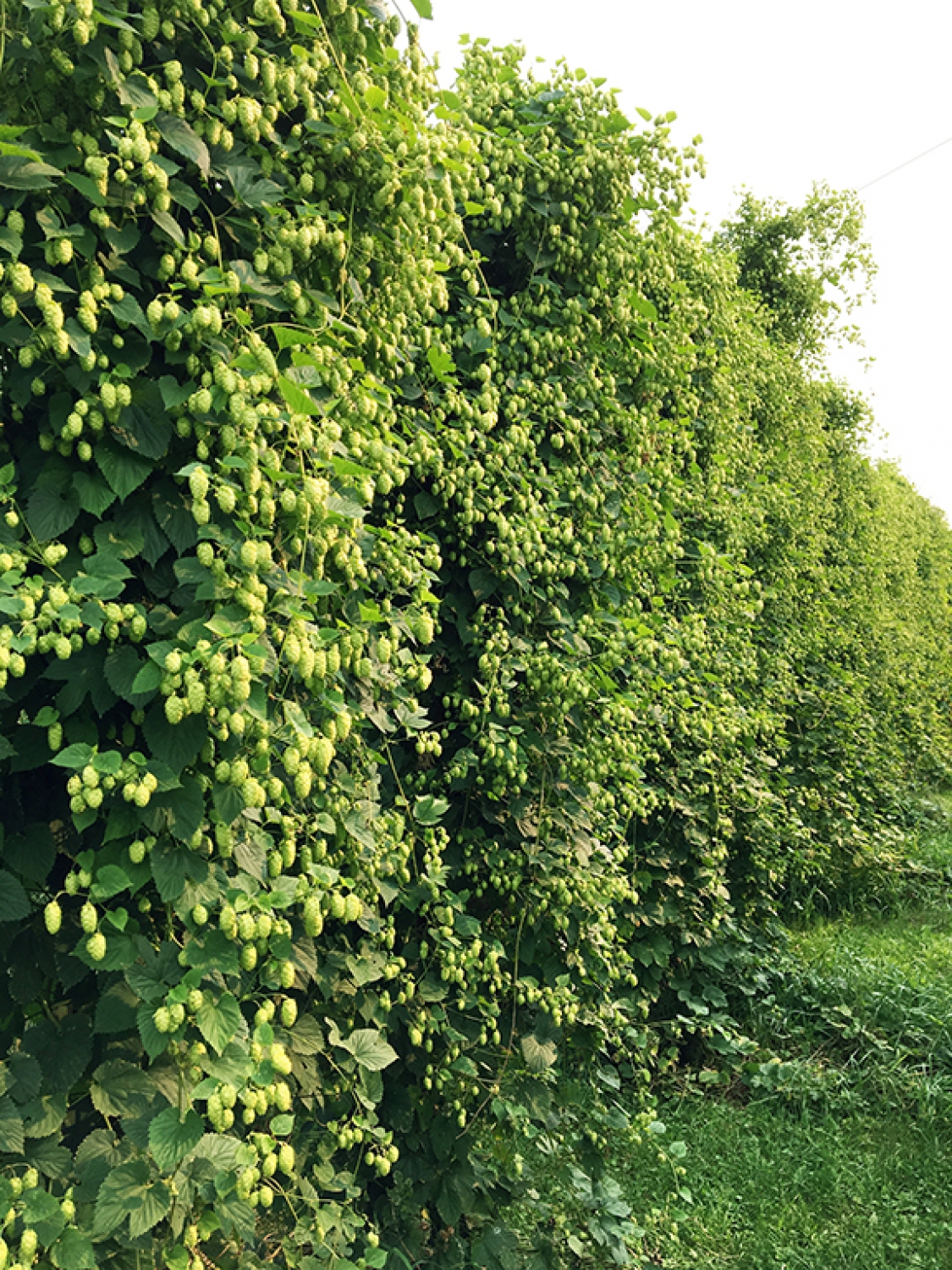 cascade_wall_of_hops - Big Rock Brewery